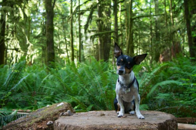 5 Essential Tips for Pet Health - Animal Shelter List